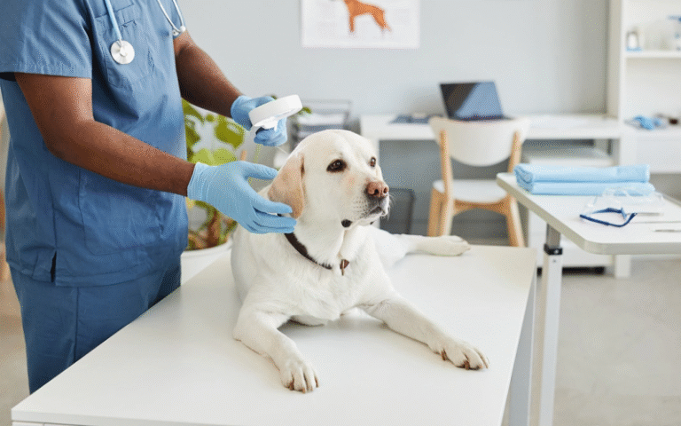 Veterinary Hospital in Bristol | Bridgewater Veterinary Hospital